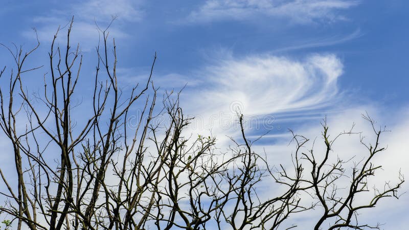 Tree and sky stock image. Image of cloud, panorama, color - 71703577
