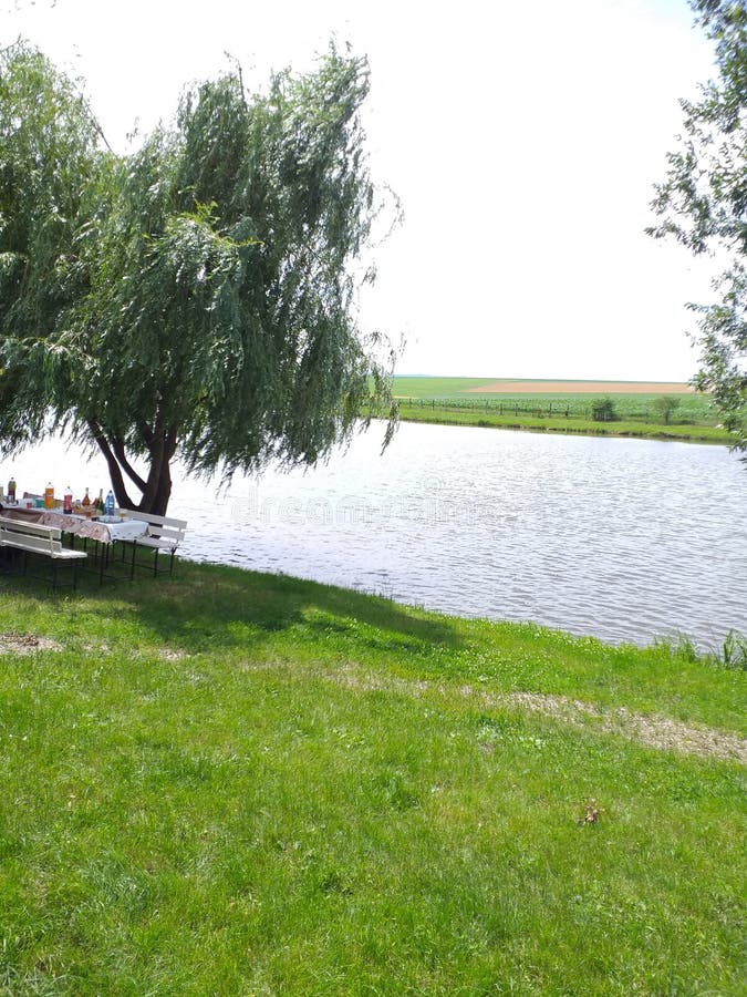 Tree, sky, water editorial image. Image of lake, yard - 189915570