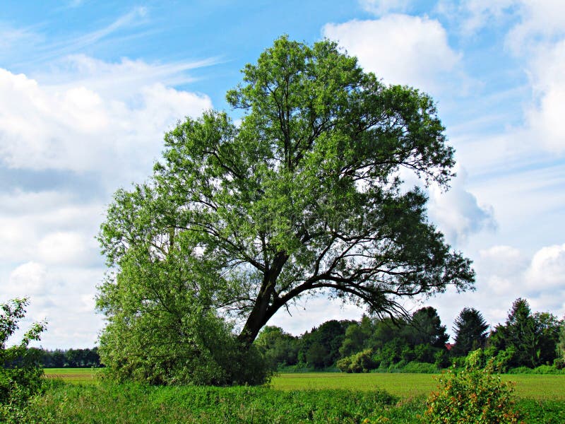 Tree, Sky, Woody Plant, Nature Picture. Image: 125596427