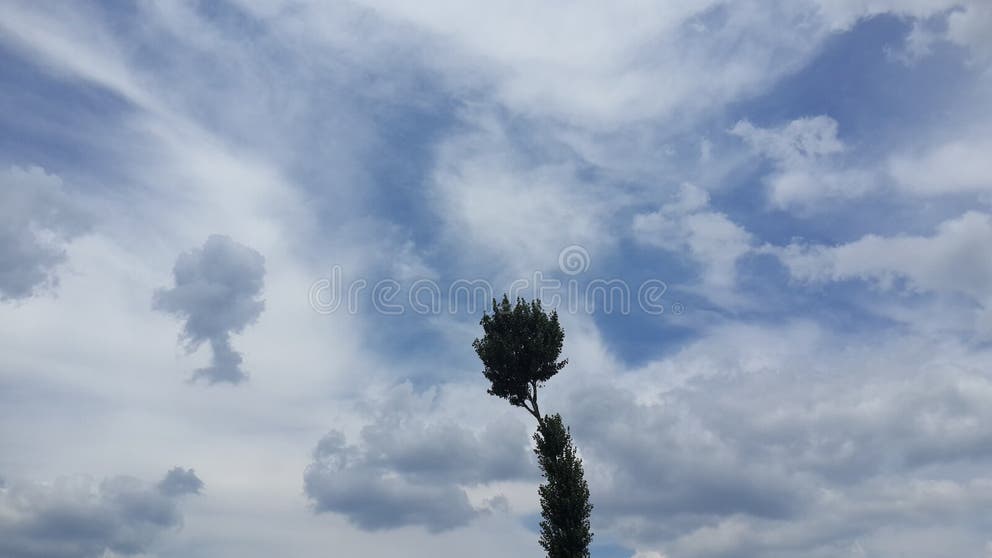Tree in skyline stock photo. Image of tree, clouds, independent - 76638722