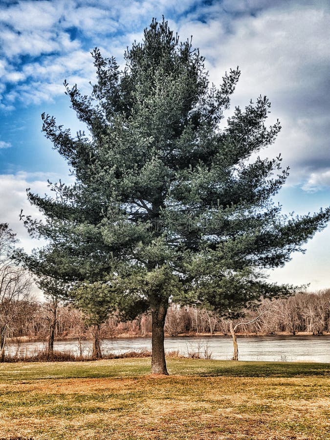 Tree Skyline Bracken Footpath Watendlath Cumbria Stock Photo - Image of ...