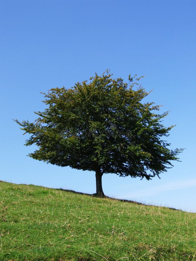 The Tree On The Slant Picture. Image: 3031885