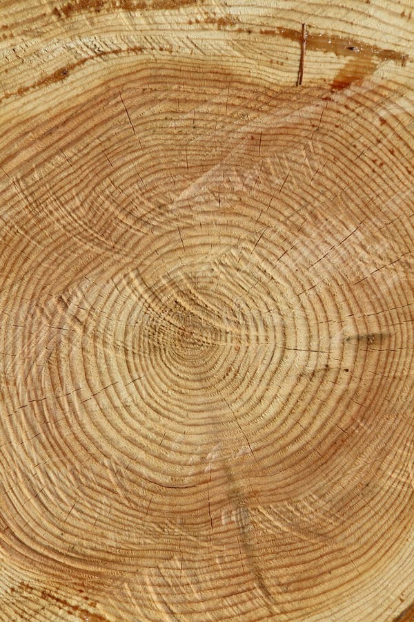 Cut of tree stock image. Image of juniper, stem, slice - 12402985