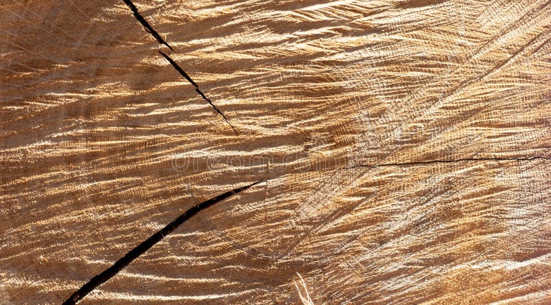 Tree Slice As Abstract Background. Texture Stock Photo - Image of ring ...