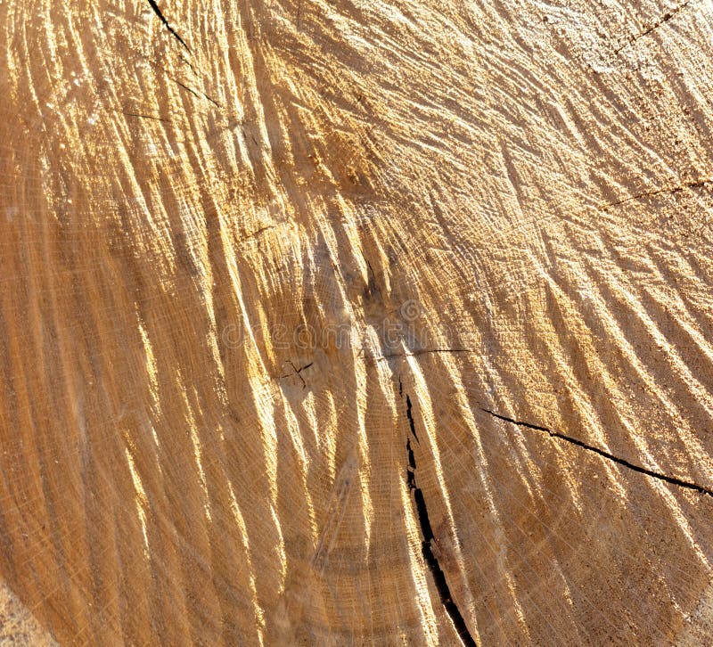 Tree Slice As Abstract Background. Texture Stock Image - Image of plant ...