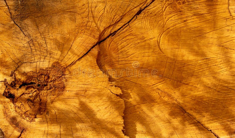 Tree Slice As an Abstract Background. Stock Photo - Image of background ...