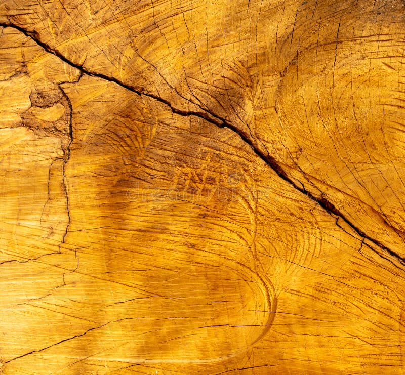 Tree Slice As an Abstract Background. Stock Image - Image of pattern ...