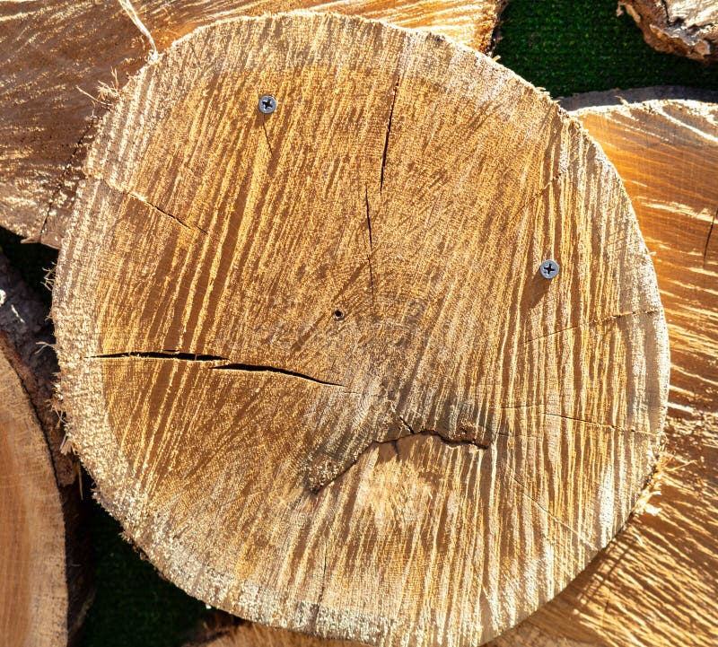 Tree Slice As Abstract Background. Texture Stock Image - Image of slice ...