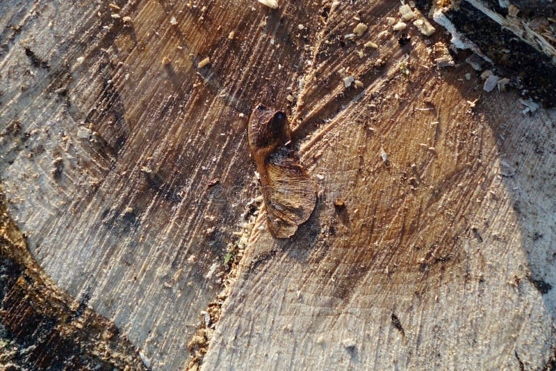Tree Slice after Cutting with Sawdust and Ash Leaves Stock Image ...