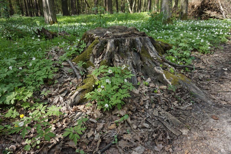 Tree Slice Left in the Forest Stock Photo - Image of color, ancient ...