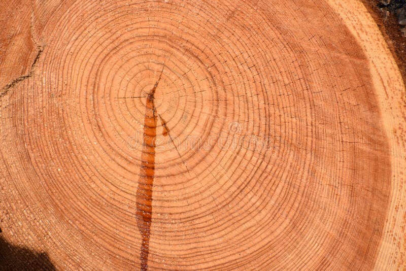 Tree Slice with Tree Rings - Can Be Used As a Background Stock Photo ...