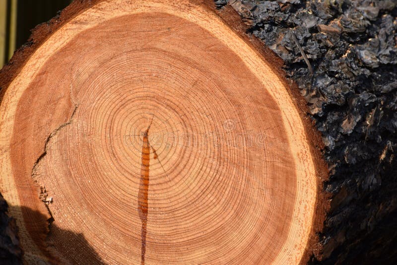 Tree Slice with Tree Rings - Can Be Used As a Background Stock Image ...