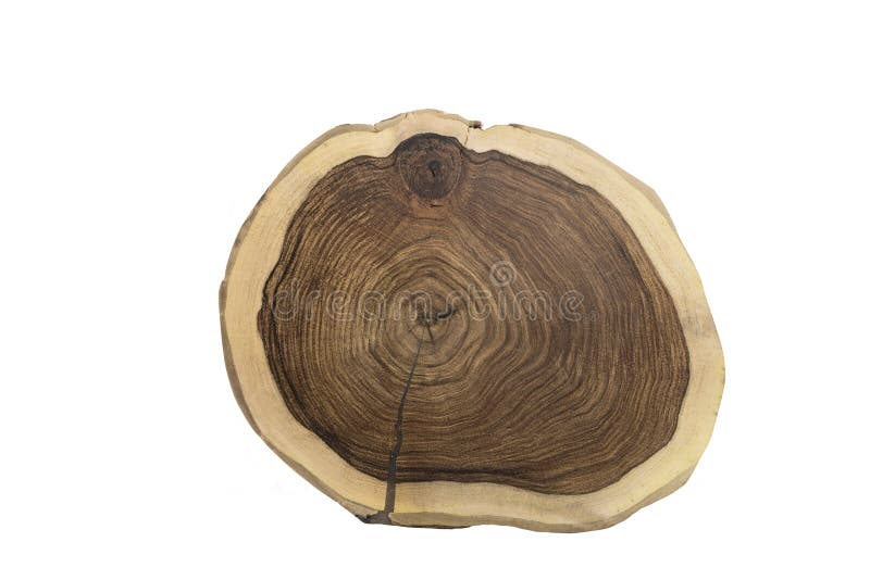 Tree Slice on a White Background Stock Image - Image of circular ...