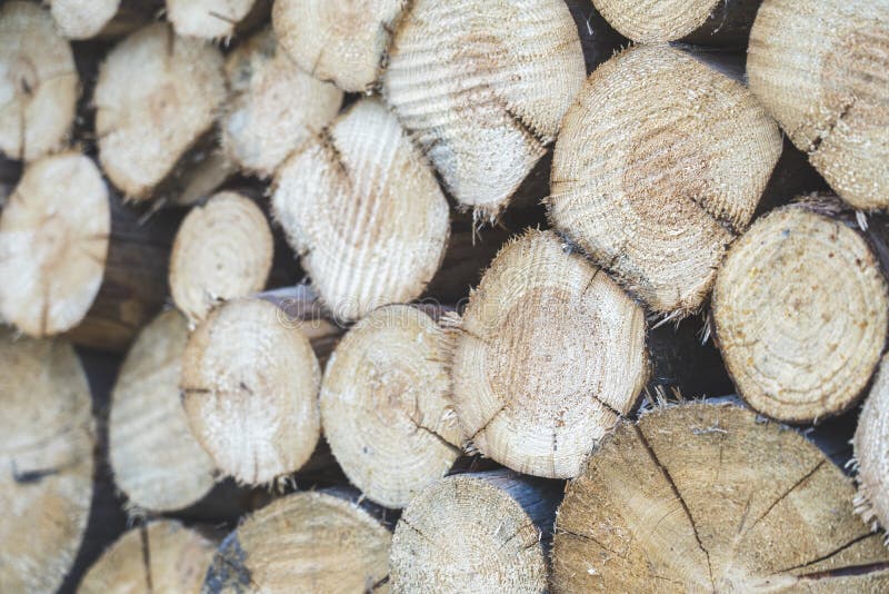 Tree Slices Background Image Selective Focusing, Tree Trunk Slices with ...