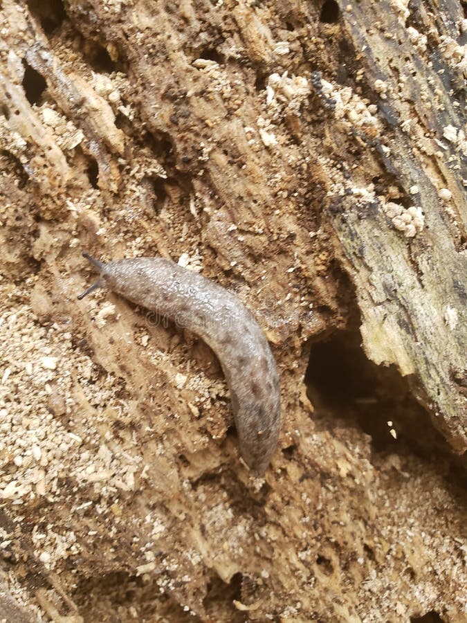 Tree slugs stock photo. Image of tree, slimy, forest - 174221010