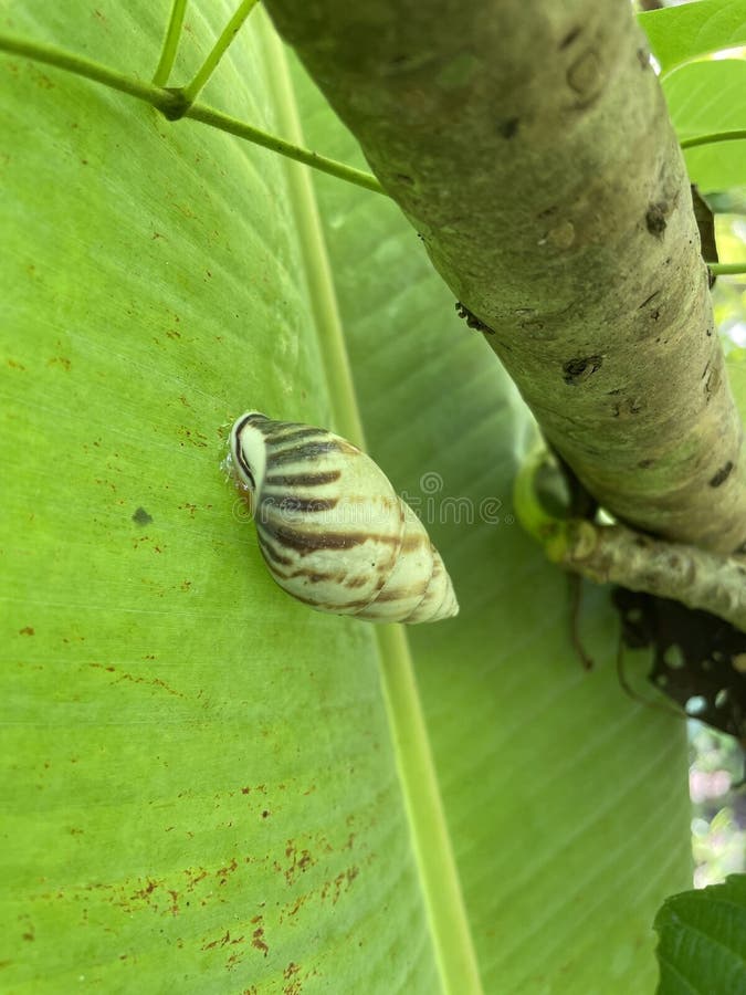 Tree Slugs Sleeping during the Day. Stock Photo - Image of edible ...