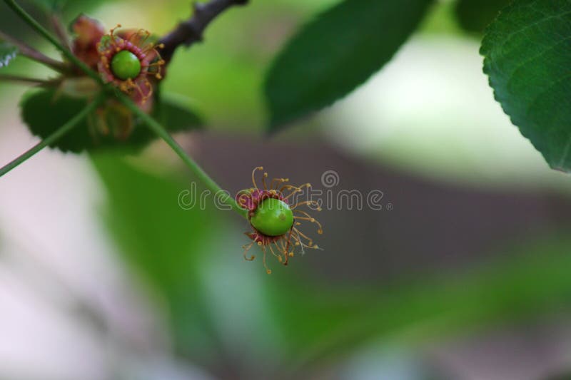 A Tree with Small Cherry Ovaries. the Process of Fruit Formation in the ...