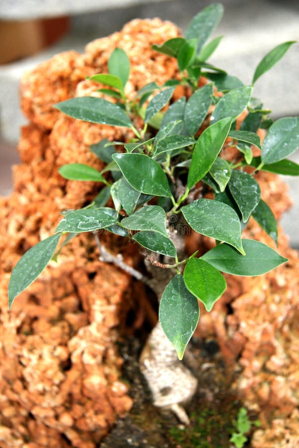 Tree stock photo. Image of ficus, trunk, branch, brown - 79428394
