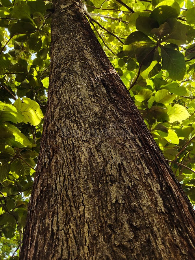 Tree in Small Forest stock image. Image of small, tree - 235737327