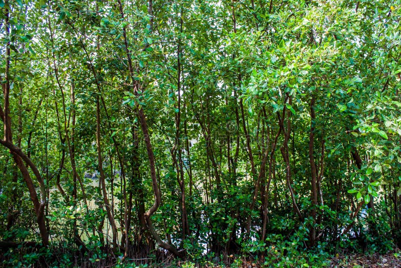 Tree Small Forest Background Stock Image - Image of leaf, tree: 37907035