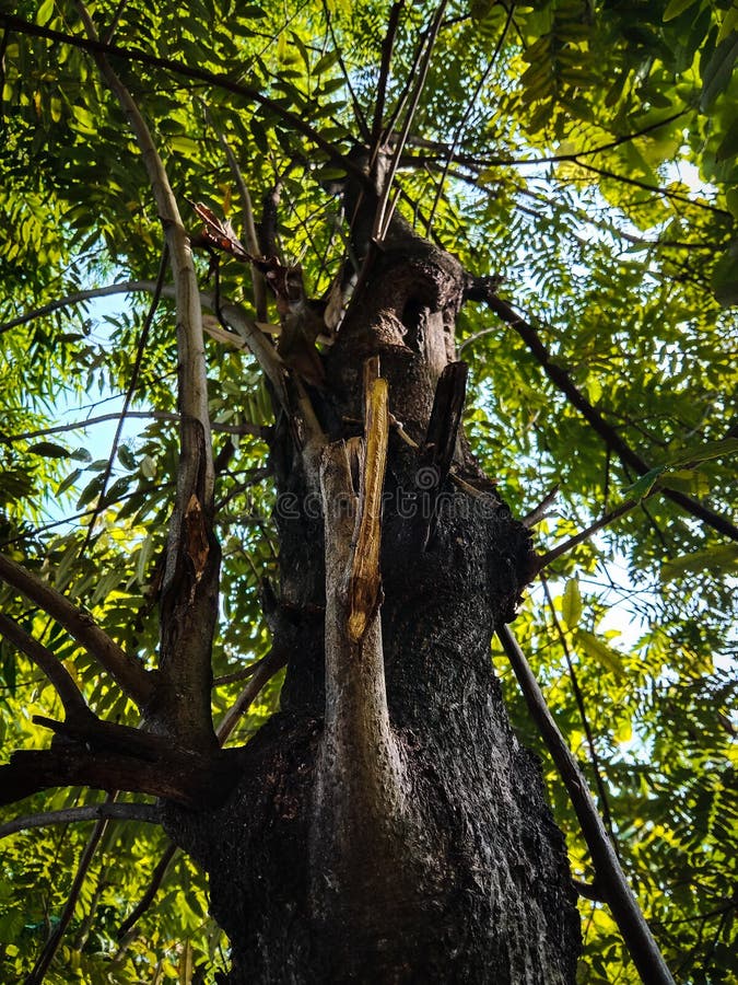 Tree in Small Forest & X28;outdoor& X29; Stock Photo - Image of forest ...