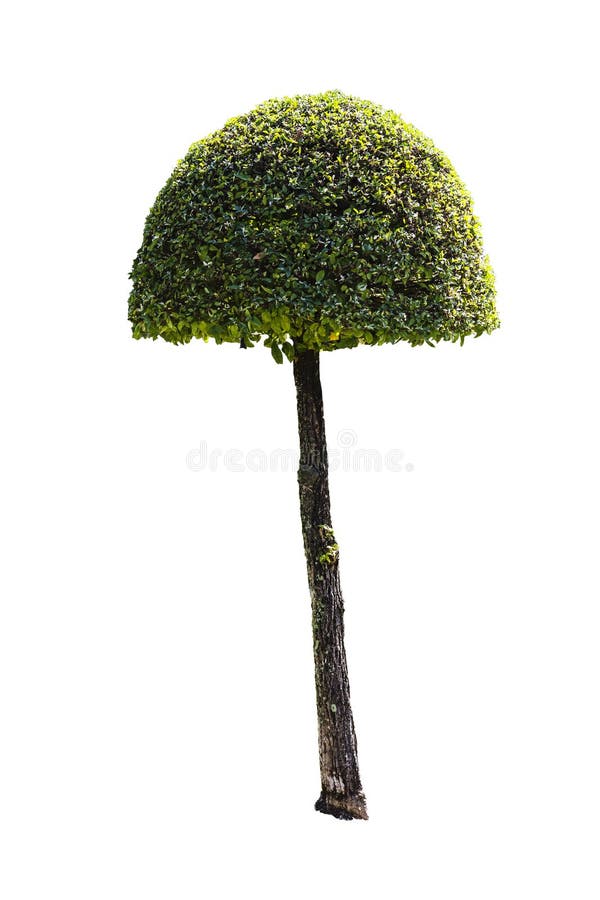 Tree for Small Garden, Tree Cut in Mushroom Shape Isolate on White ...