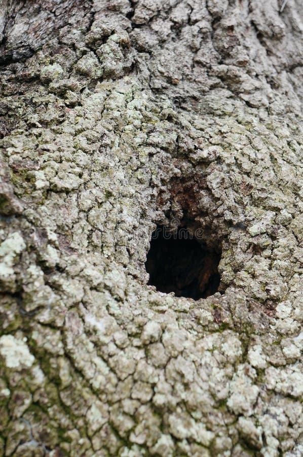 Tree with a small hole stock photo. Image of object, ancient - 51419014