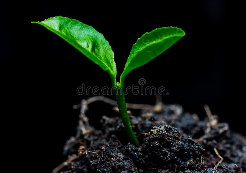 Tree small plant stock image. Image of forest, botanic - 61365453