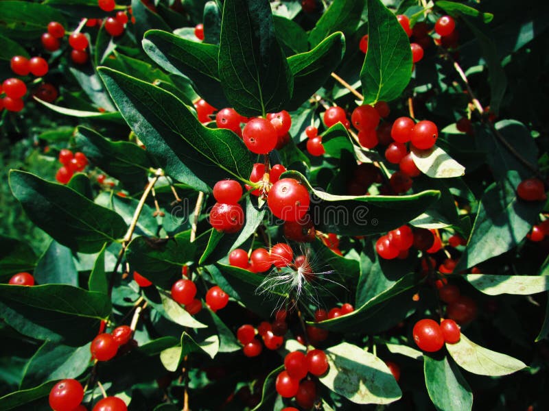 Tree with Small Red Berries Stock Photo - Image of coralberry, bean ...