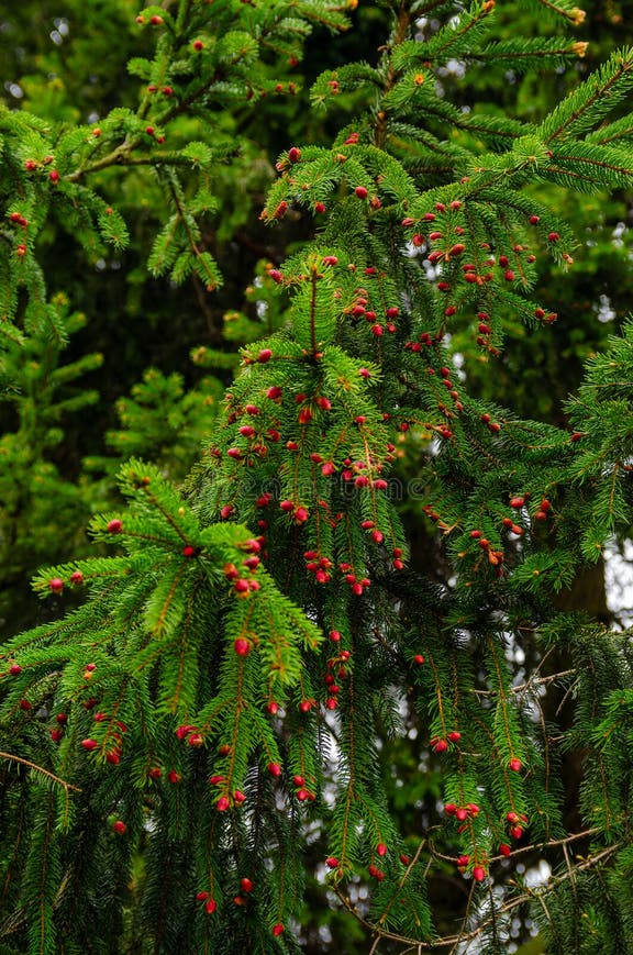 Small Red Berries are Growing on the Branches of this Tree Stock Image ...