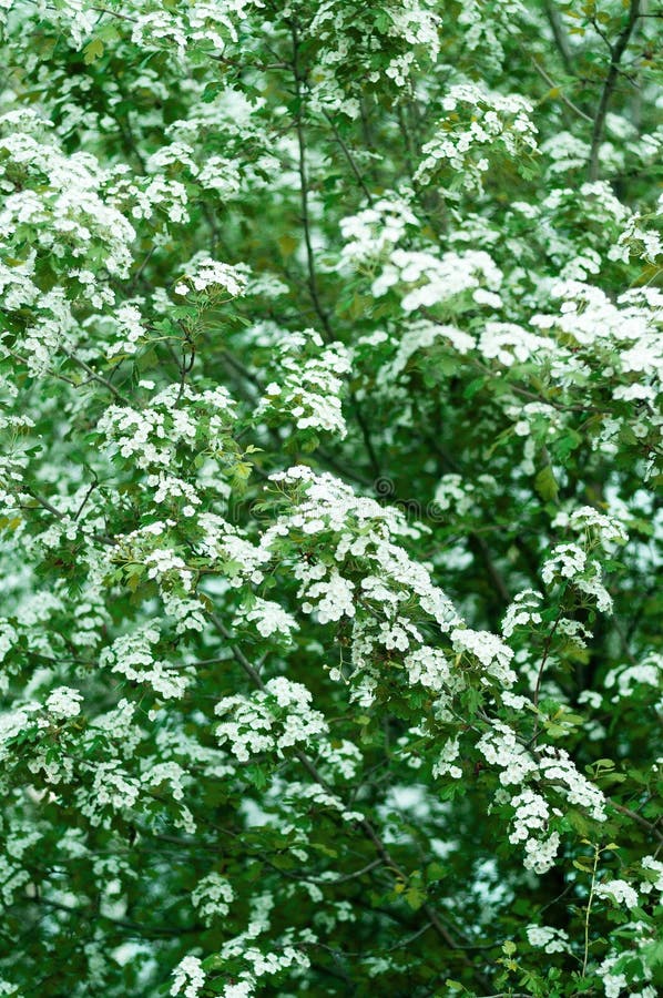 Tree with Small White Flowers Stock Image - Image of lovers, flowers ...