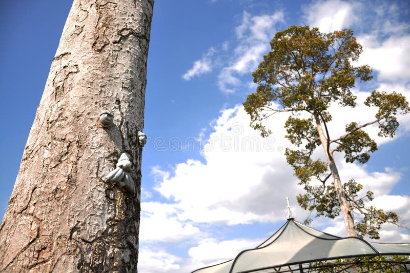 Tree stock photo. Image of complete, roots, nature, park - 52504926