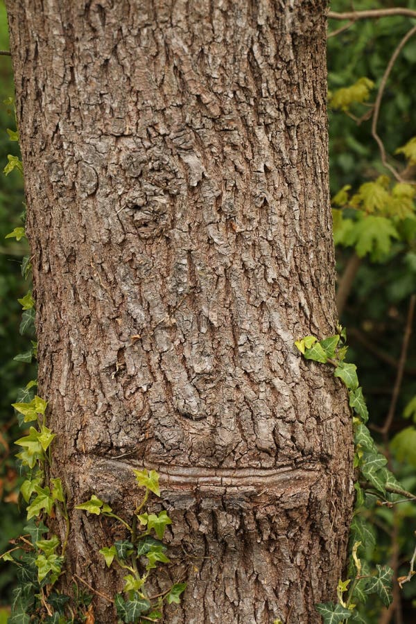 Tree stock image. Image of face, tree, background, peeling - 90817157