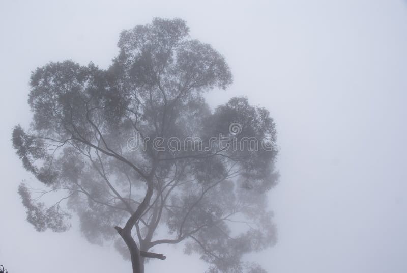 Tree in smoke stock photo. Image of mystical, pure, nature - 24681704