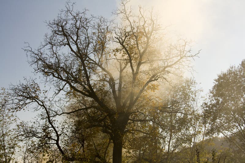 Tree and smoke stock image. Image of garden, fire, outside - 38537885