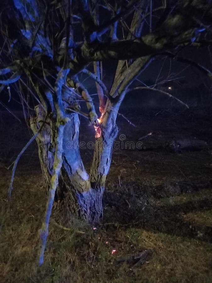 Tree Smouldering Canford Heath 23rd April Stock Photo - Image of time ...