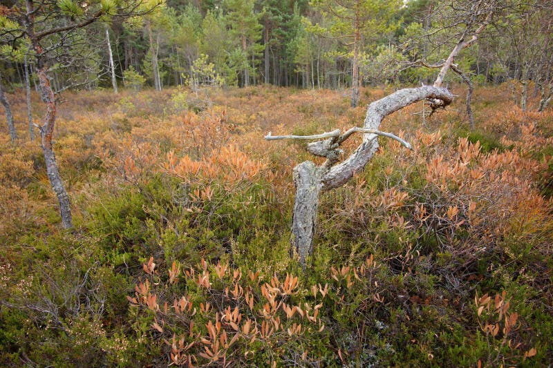 Tree Snag on a Bog in Autumn, Huddinge - Sweden Stock Photo - Image of ...