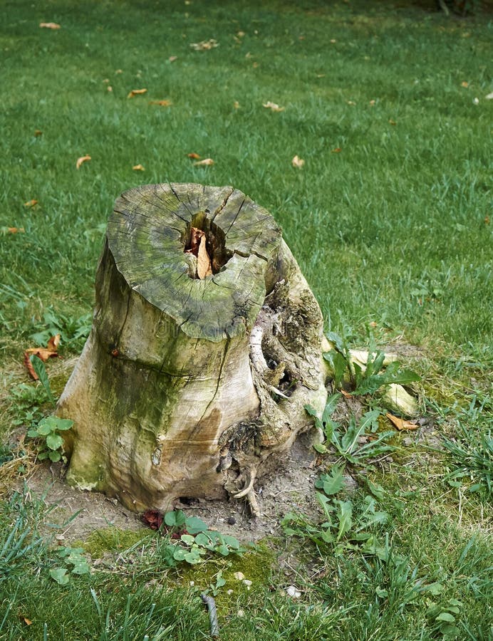 Tree Snag, Teutonia Peak Trail, Mojave National Preserve, CA. Stock ...