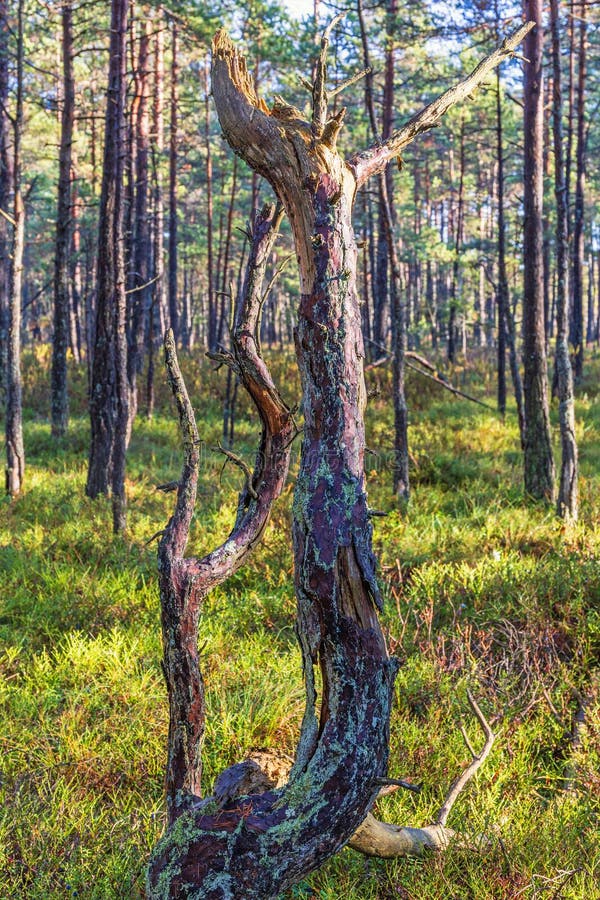 Tree Snag in a Pine Woodland Stock Photo - Image of landscape ...