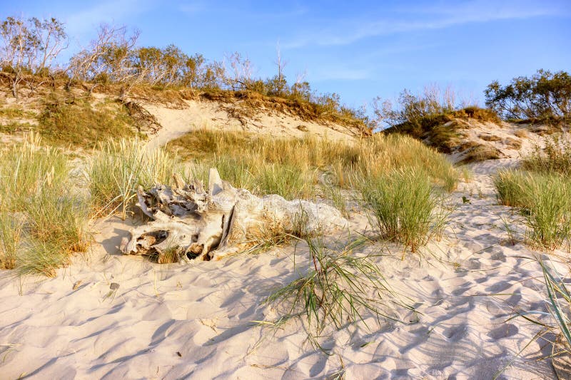 A Tree Snag on a Sea Dune, a Huge Snag on the Sand Stock Photo - Image ...