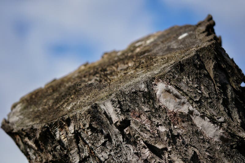 Tree Snag Texture - Closeup Stock Photo - Image of texture, tree: 276283118
