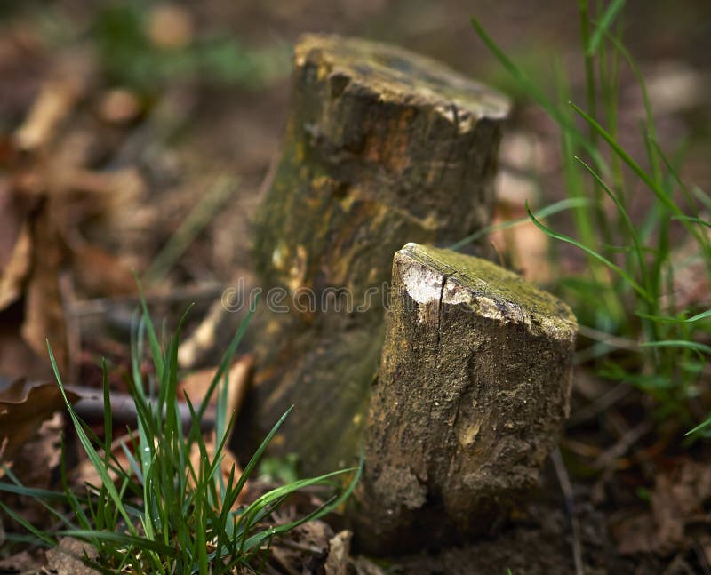 Tree Snags on a Foggy Silent Autumn Morning Stock Photo - Image of ...