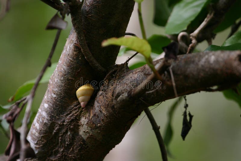 Tree snail stock image. Image of florida, ecosystem, animals - 1259077