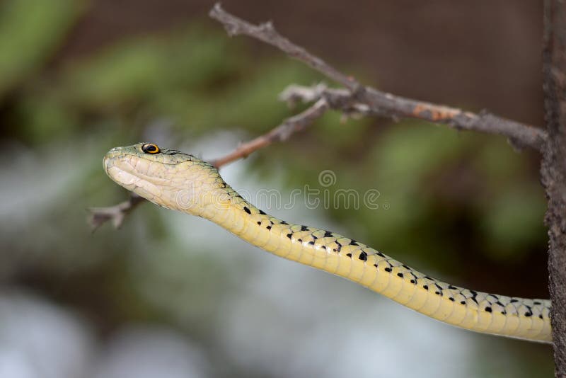 Tree snake stock photo. Image of tree, dispholidus, dangerous - 23671798