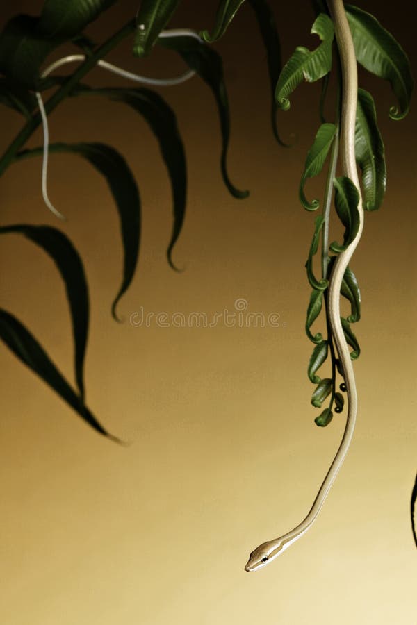 Green Tree Snake Amazon Rain Forest Serpent Stock Image - Image of ...