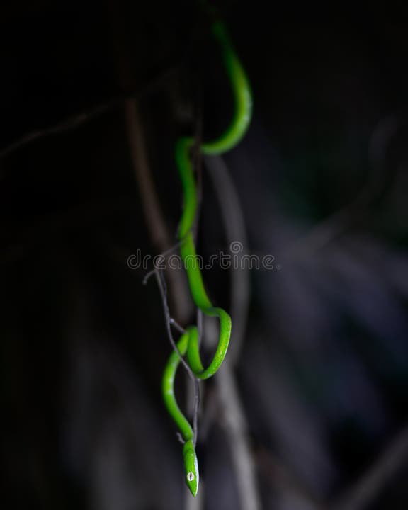Tree Snake Hanging from Tree in the Night Stock Image - Image of tree ...