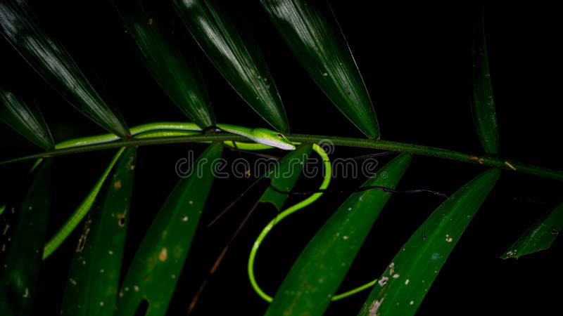 Tree Snake Hanging from Tree in the Night Stock Photo - Image of yellow ...