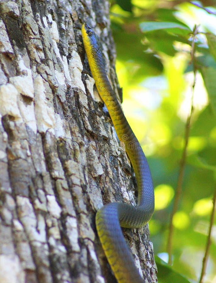 Tree Snake stock image. Image of distinctive, farmland - 100433103
