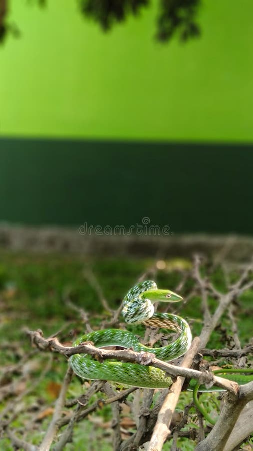 Tree Snakes are Green for Camouflage in the Leaves Stock Image - Image ...