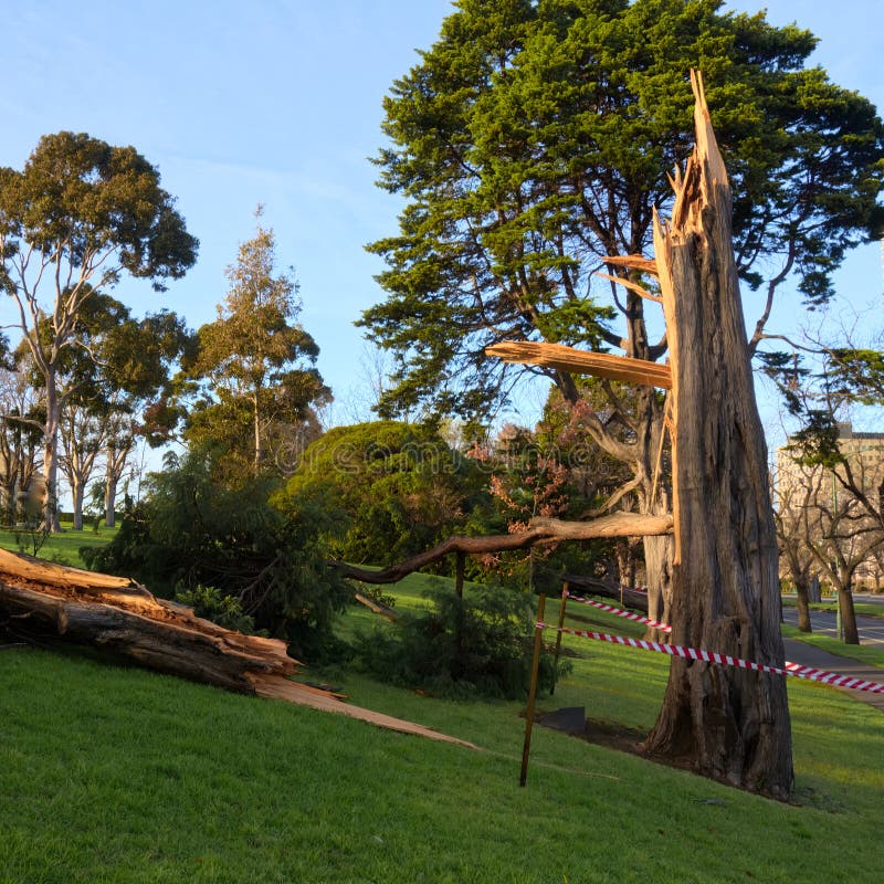 Tree snapped in half stock image. Image of windy, roots - 33006959